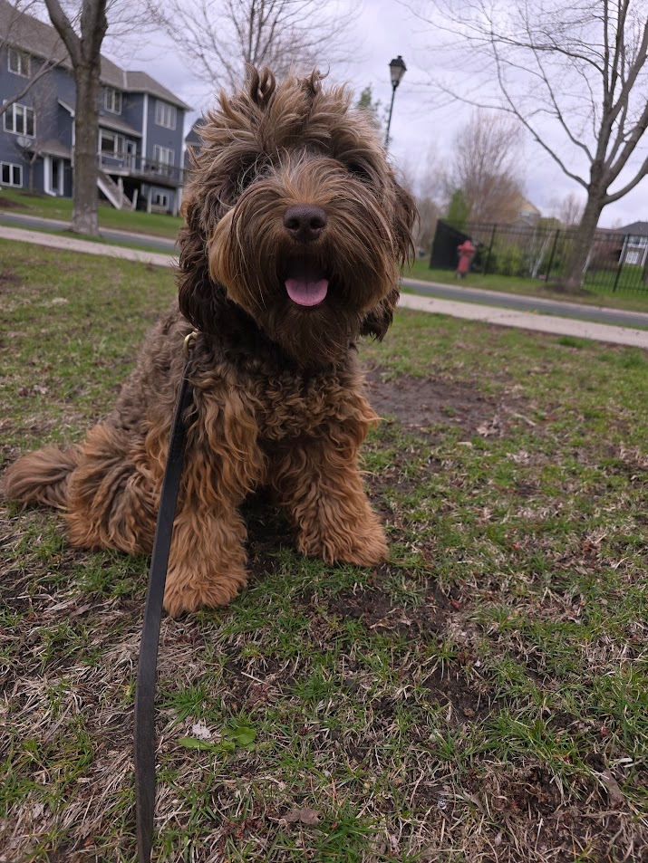 Heartland Hills Irish Mochachina